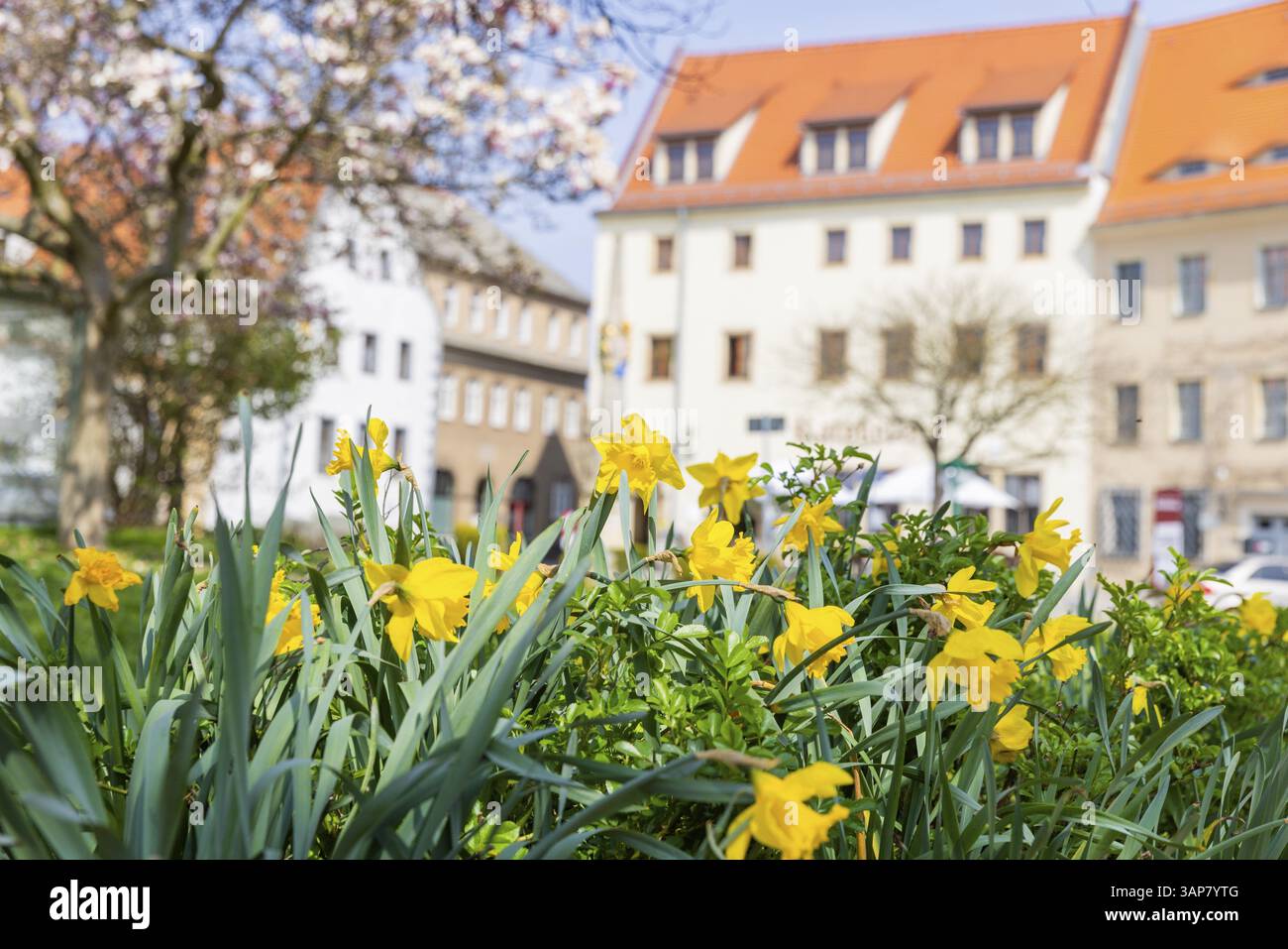 Dohna in spring, Dohna, Saxony, Germany, Europe Stock Photo - Alamy