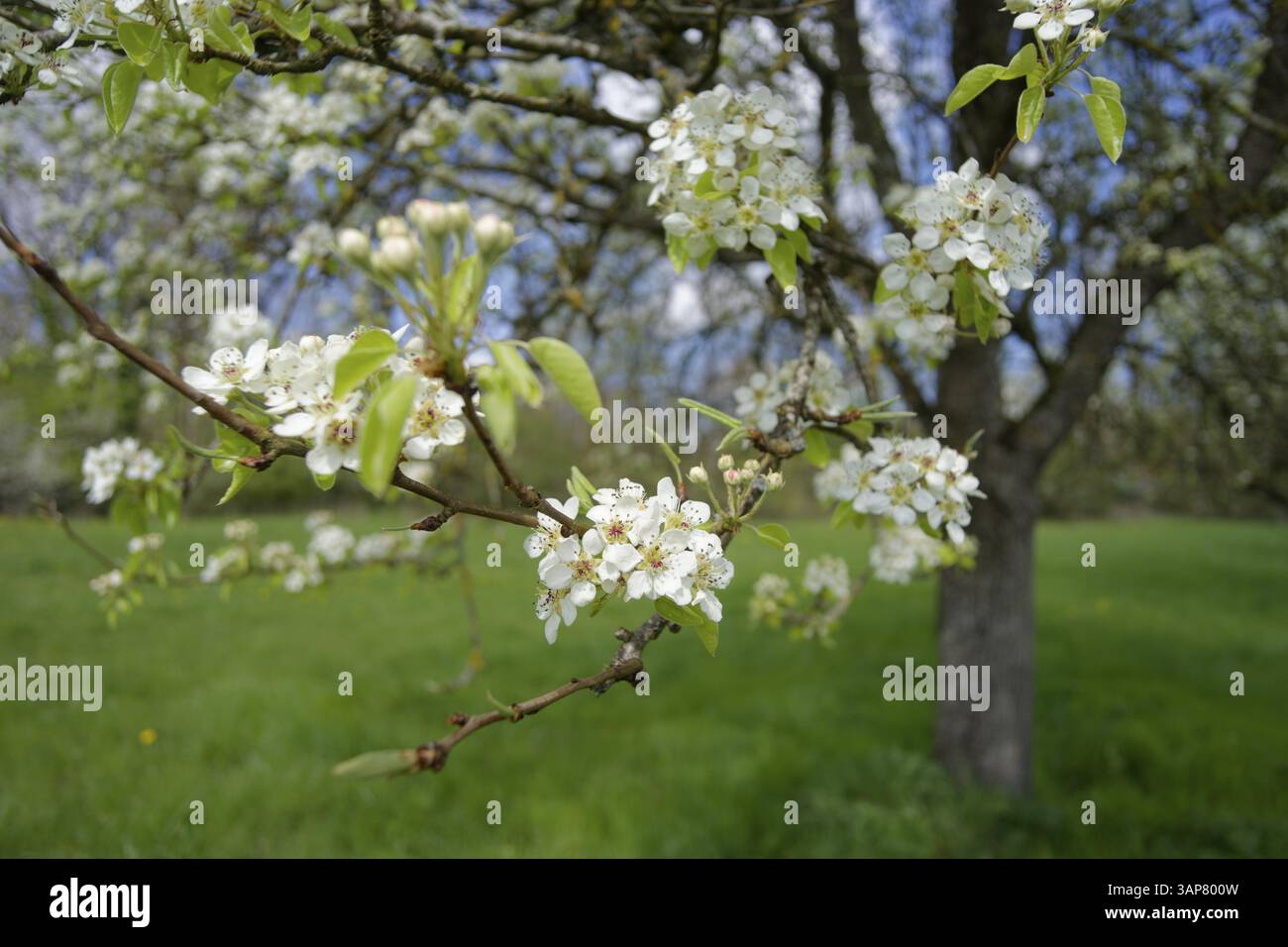 Flowering pear tree (Pyrus), pear, tree, fruit tree, fruit blossom ...