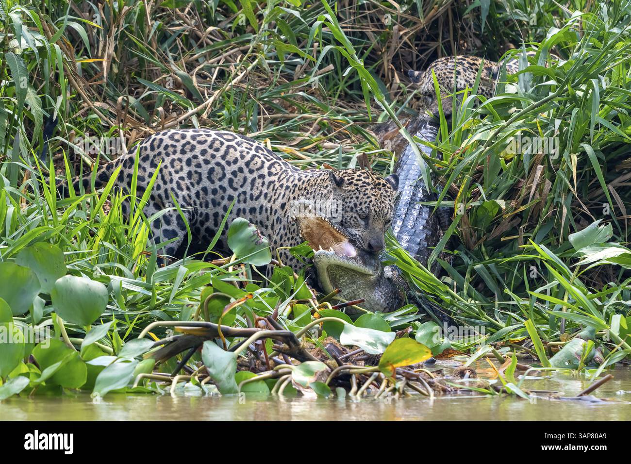 Jaguar (Panthera onca), spectacled caiman (Caiman crocodilus yacara ...