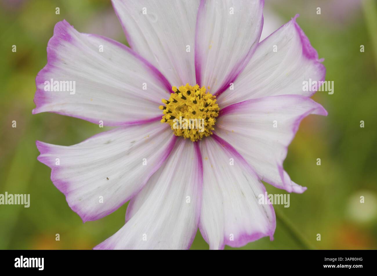 Close up of a single white and pink cosmos flower, Cosmos bipinnatus ...