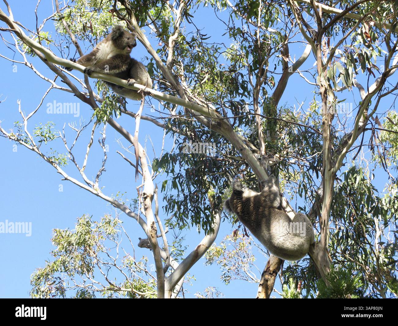 Koala, Phascolarctos cinereus, in its natural habitat on a eucalyptus ...