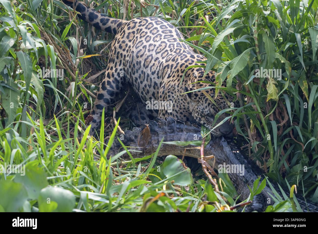 Jaguar (Panthera onca), spectacled caiman (Caiman crocodilus yacara ...