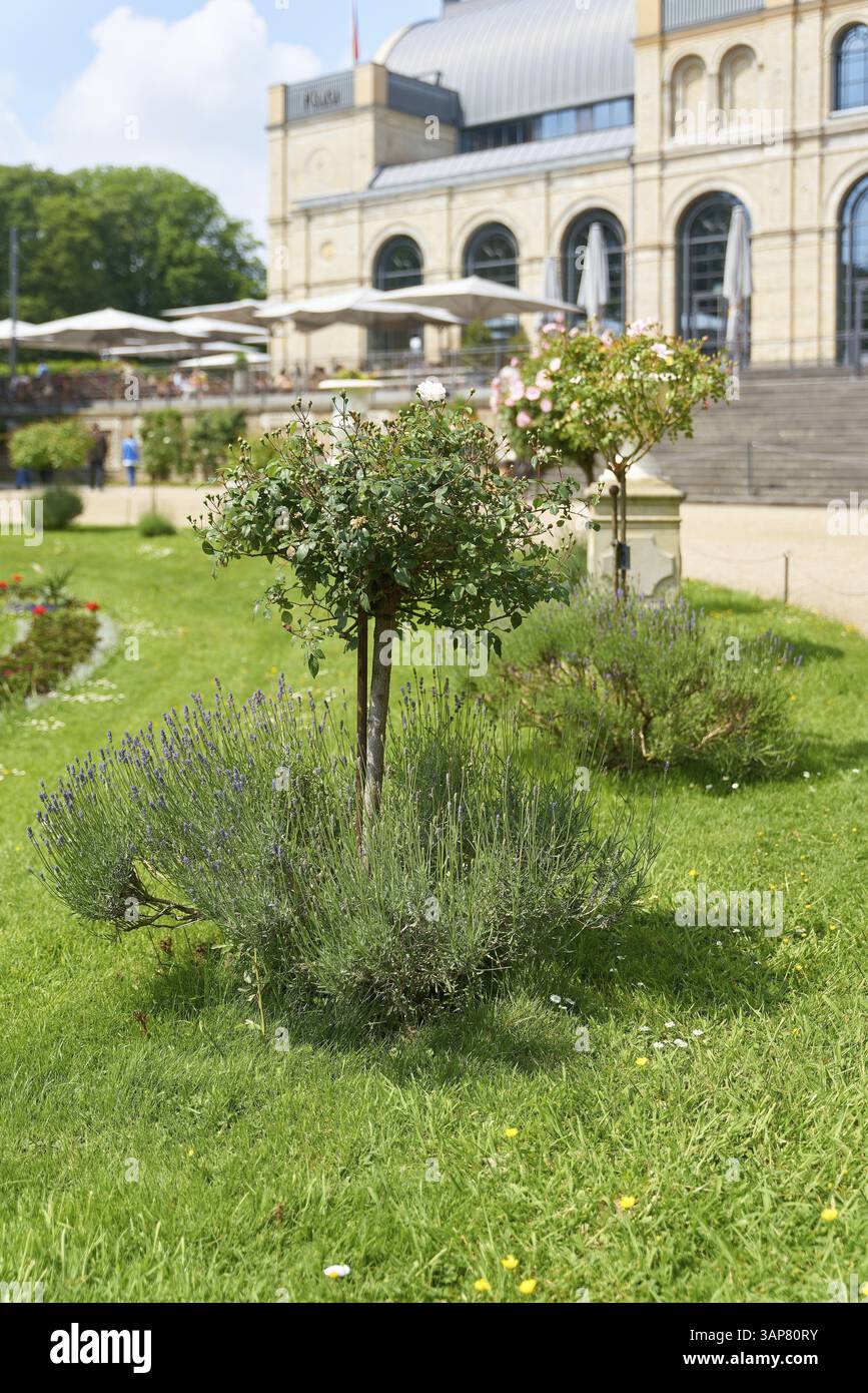 Lavender rose hi-res stock photography and images - Alamy