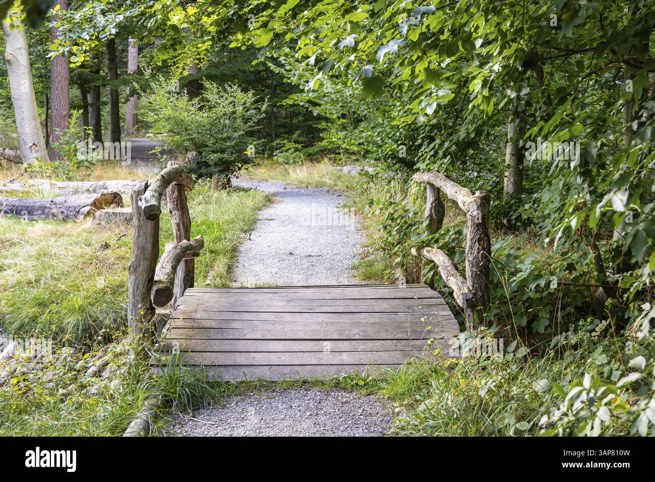 Tiny forest road hi-res stock photography and images - Alamy