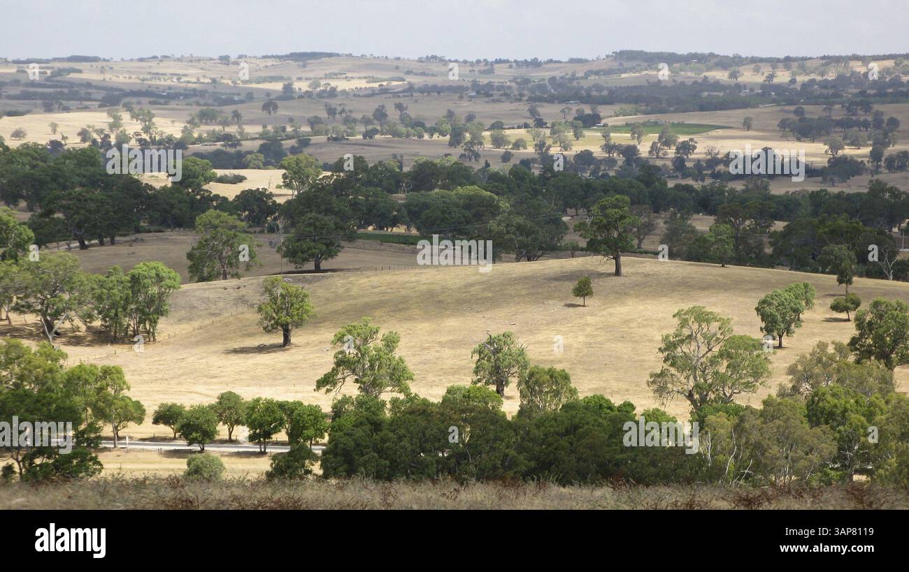 Panorama of landscape in south australia with yellow grass and green ...