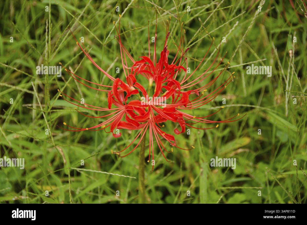 Flower of the Red spider lily, Lycoris radiata, Osaka, Japan, Asia ...