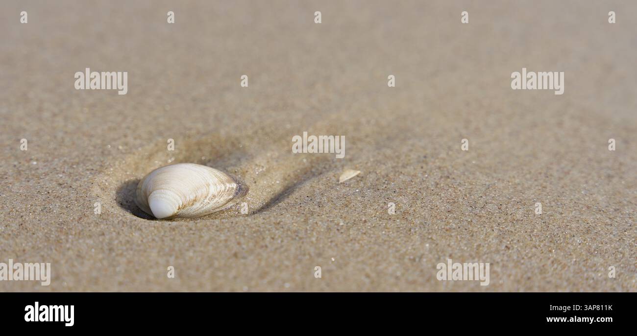 Shell of a mussel in the sand on the beach of the Polish Baltic Sea ...