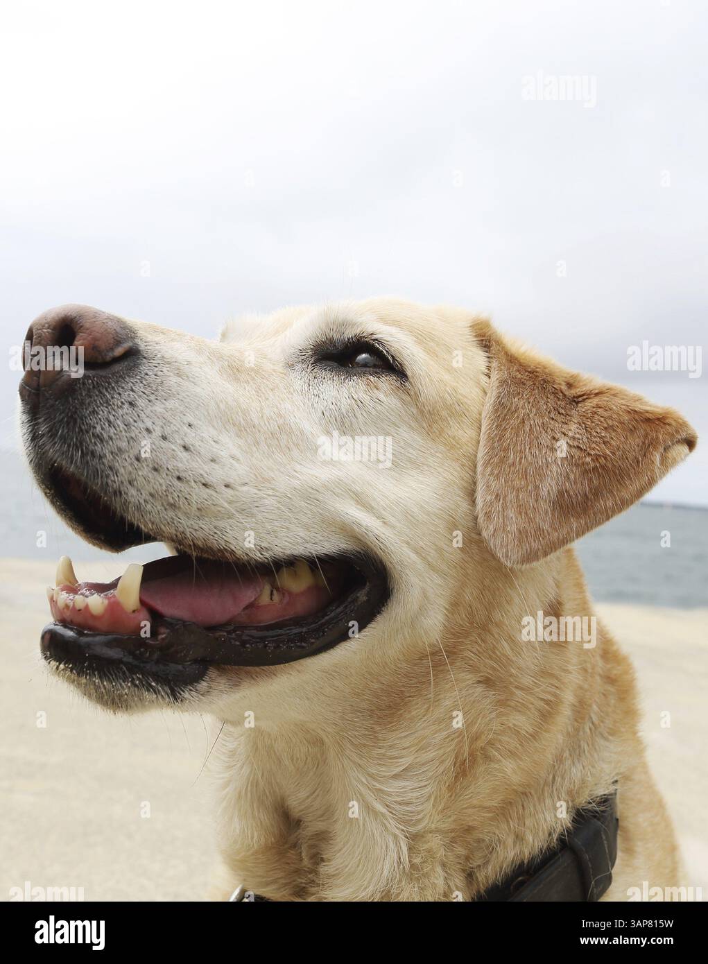 Labrador retriever looking out hi-res stock photography and images - Alamy