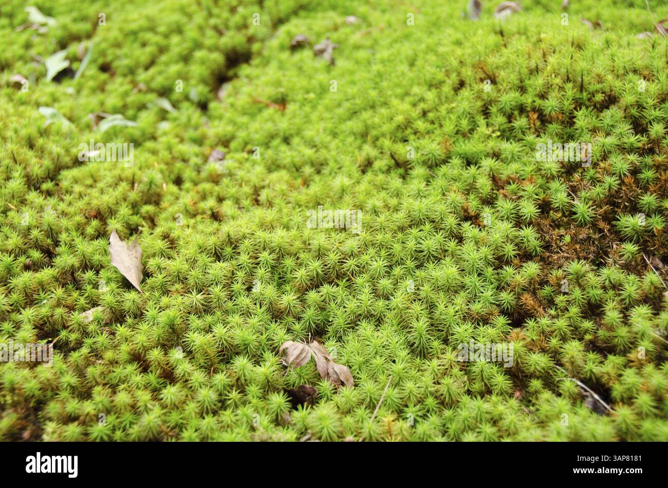 Closeup of a moss in forest, green background, Japan, Asia Stock Photo ...