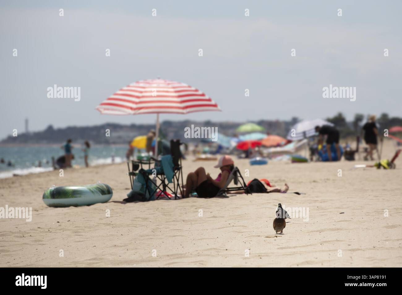 Pigeons on a beach in Creixell, Spain 2023 Stock Photo - Alamy