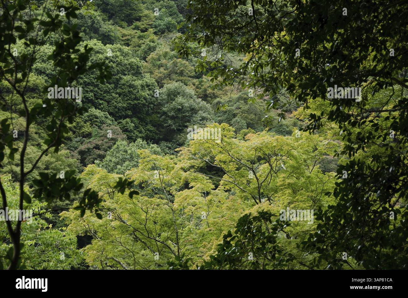 Japanese deciduous forest canopy as seen from a mountain in autumn in ...