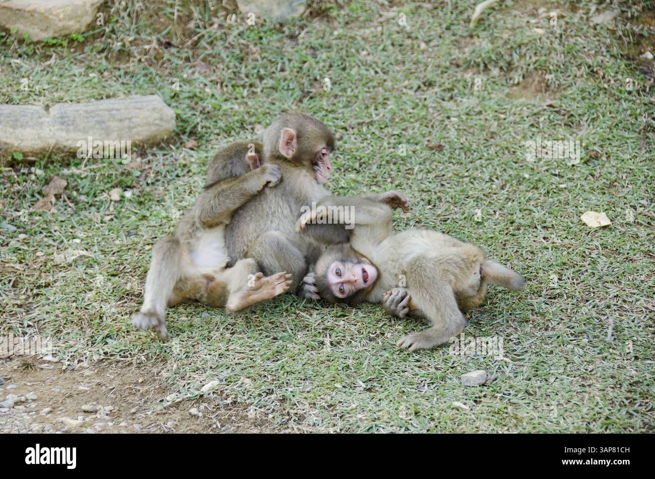 Three young japanese macaques, Macaca fuscata, playing and fighting on ...