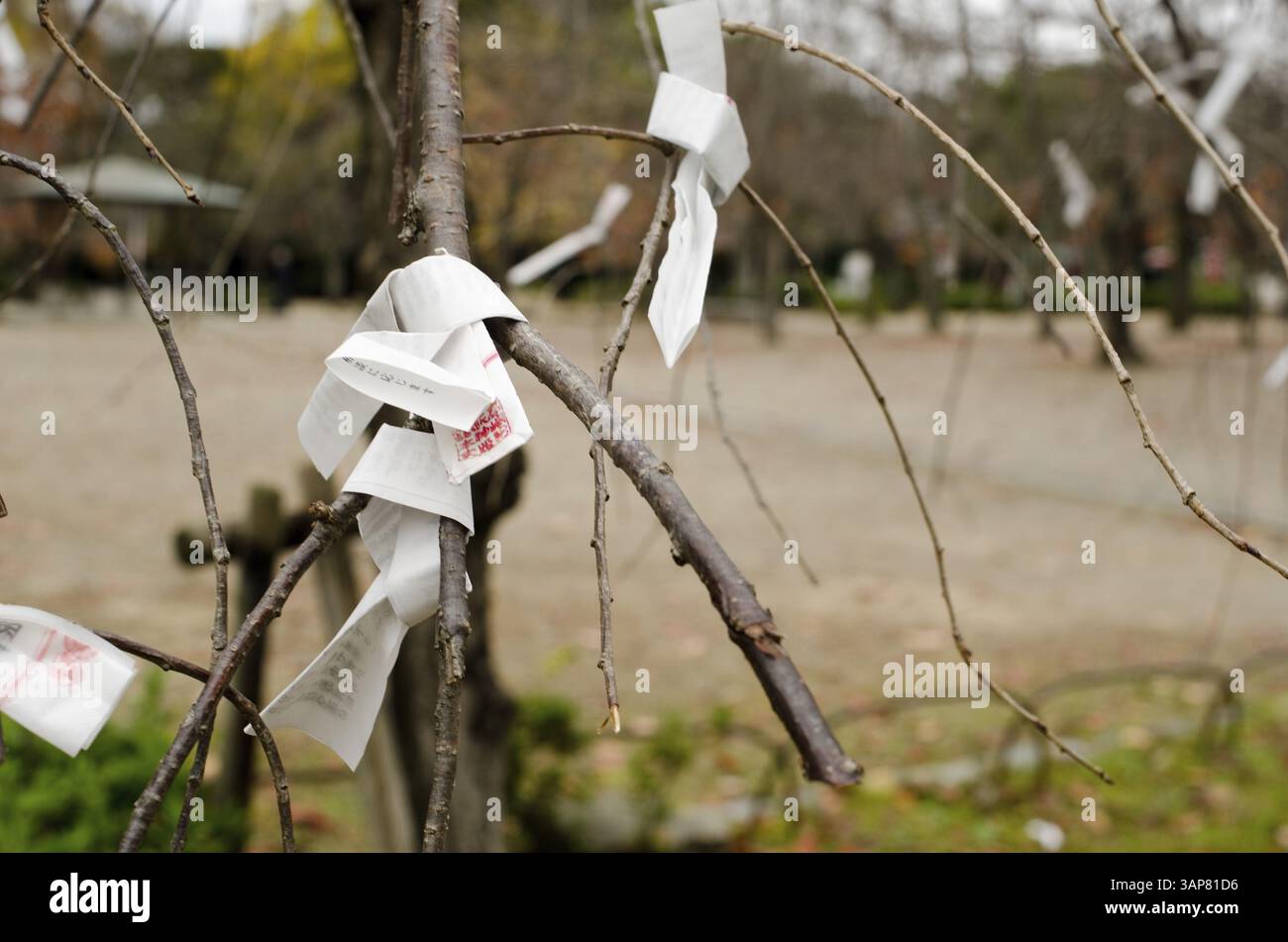 Omikuji are random fortunes written on strips of paper at Shinto ...