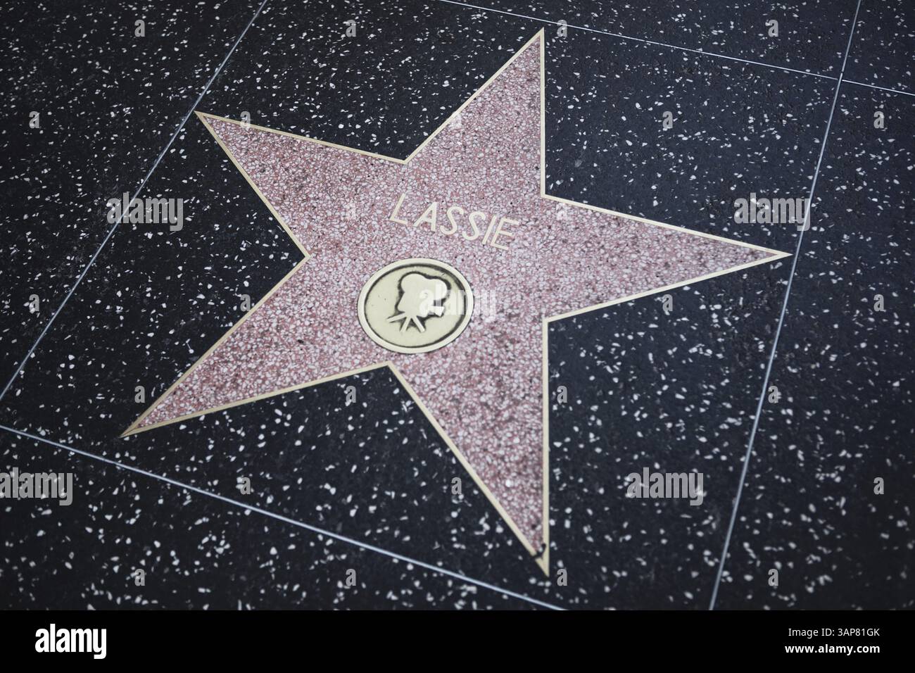 TV dog star Lassie immortalised as a star on the Walk of Fame in ...