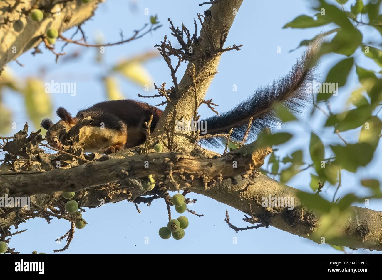 Giant squirrel (Ratufa indica), species of giant squirrel (genus Ratufa ...