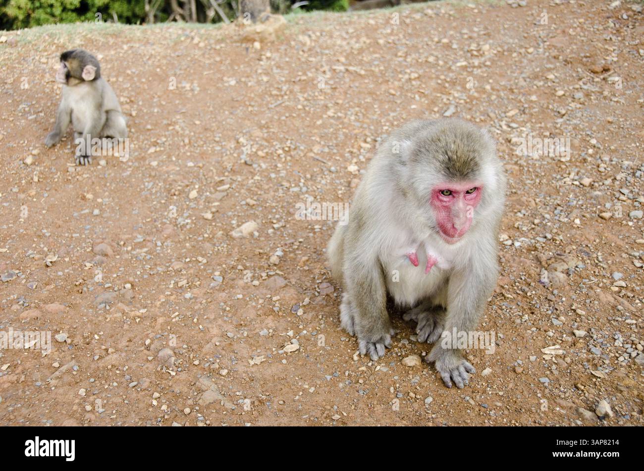 Female japanese macaque, Macaca fuscata, sitting on the ground with ...
