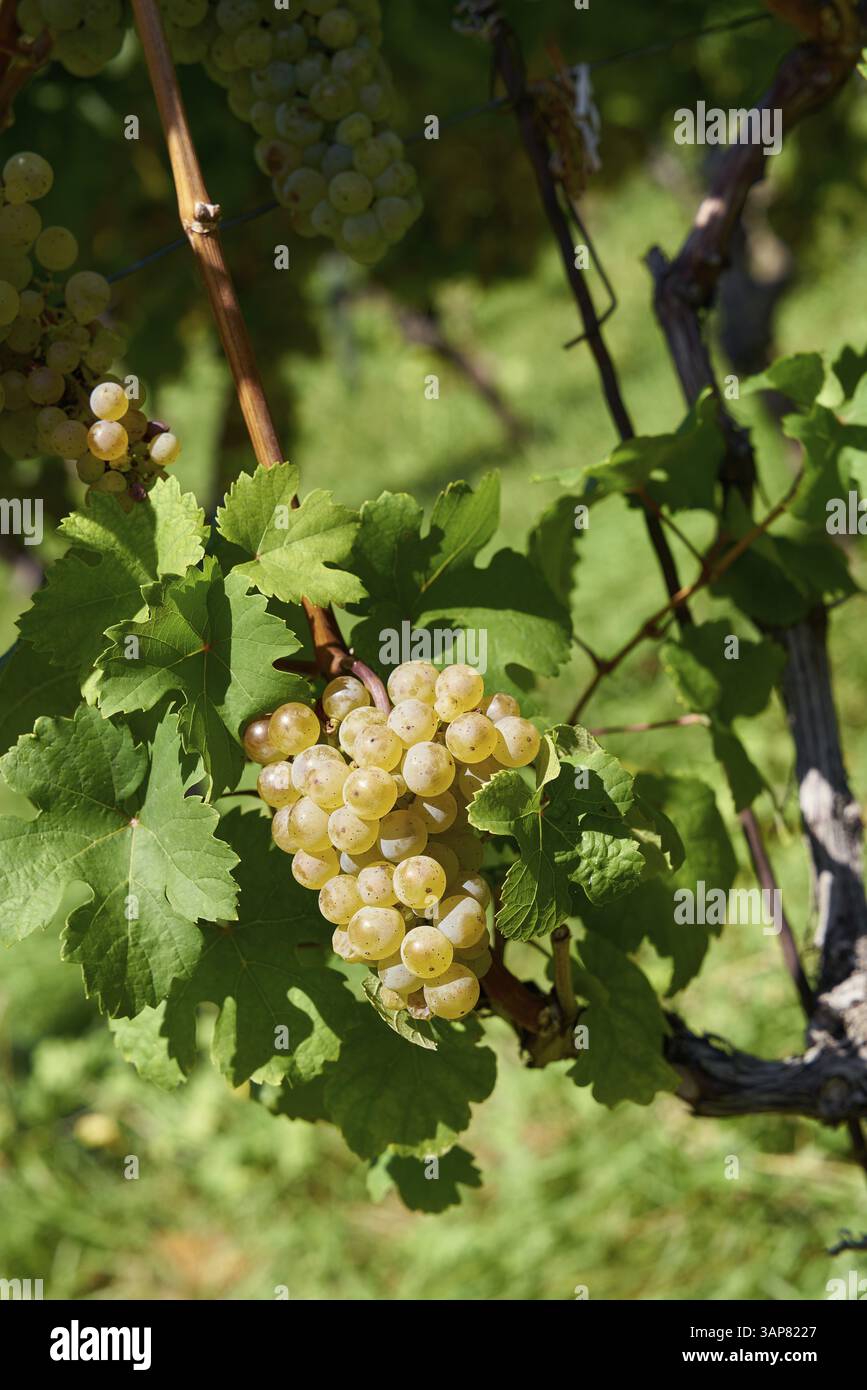 Grapes of the Silvaner grape variety in a vineyard Stock Photo - Alamy
