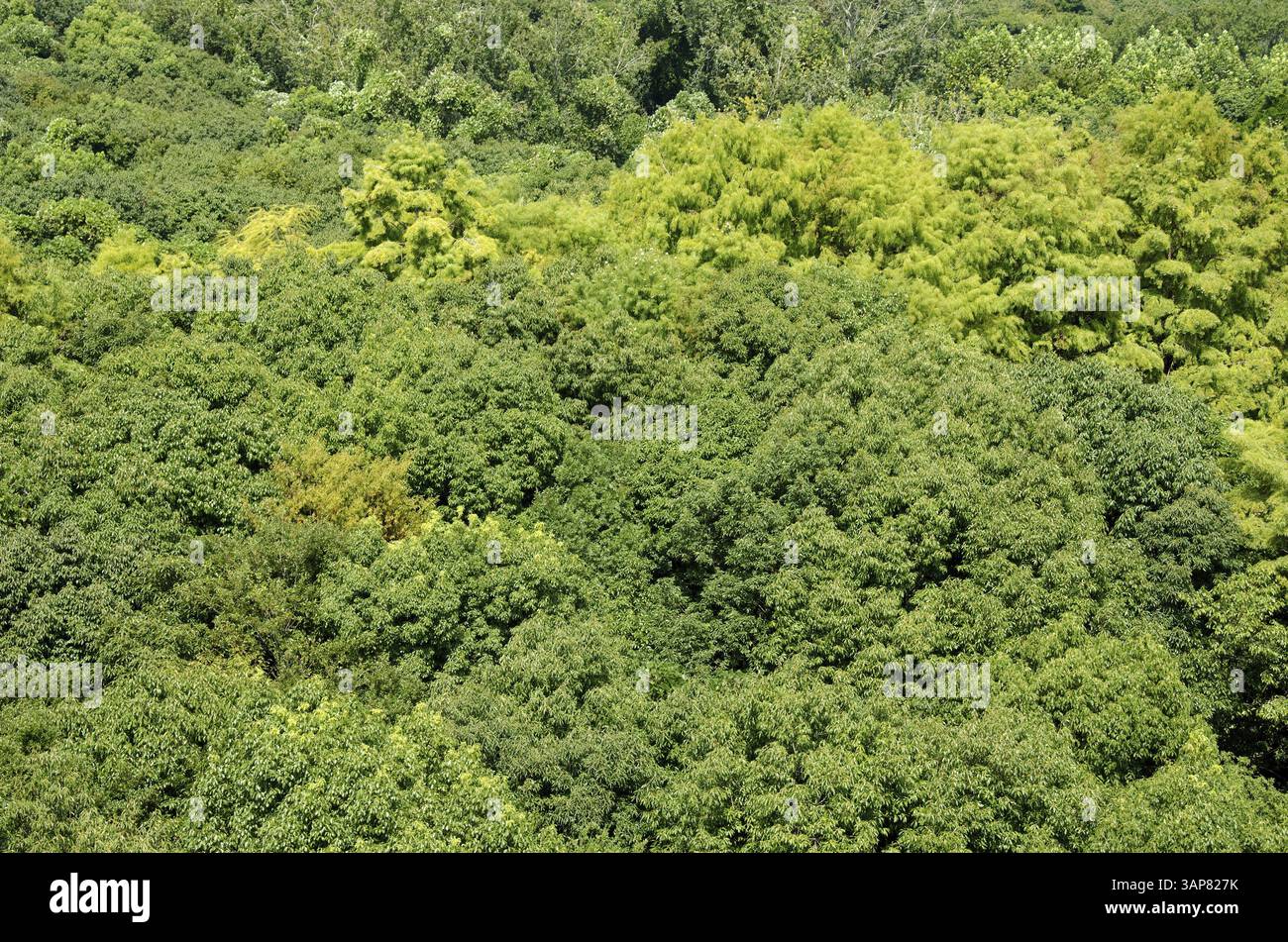 Japanese deciduous forest canopy as seen from above in summer in Osaka ...