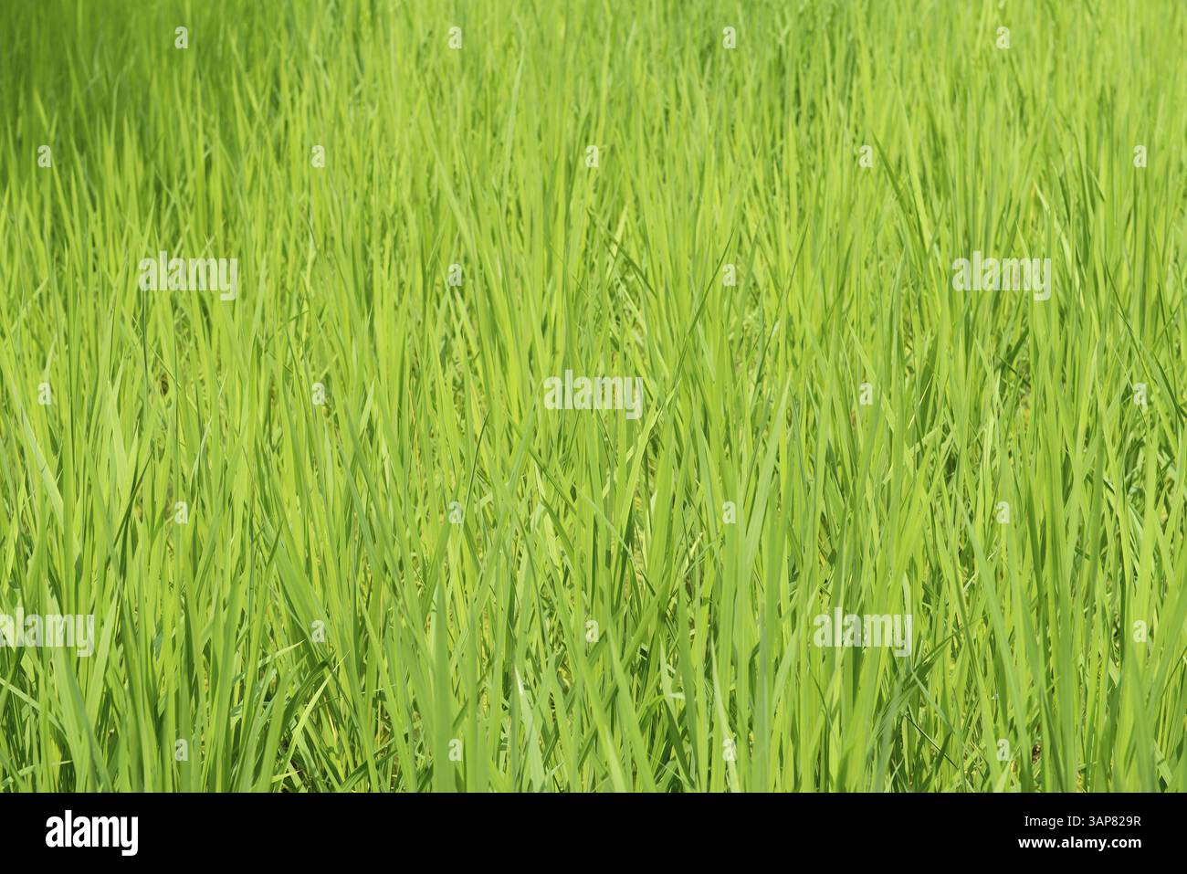 Green rice field background with young rice plants, South Korea, Asia ...