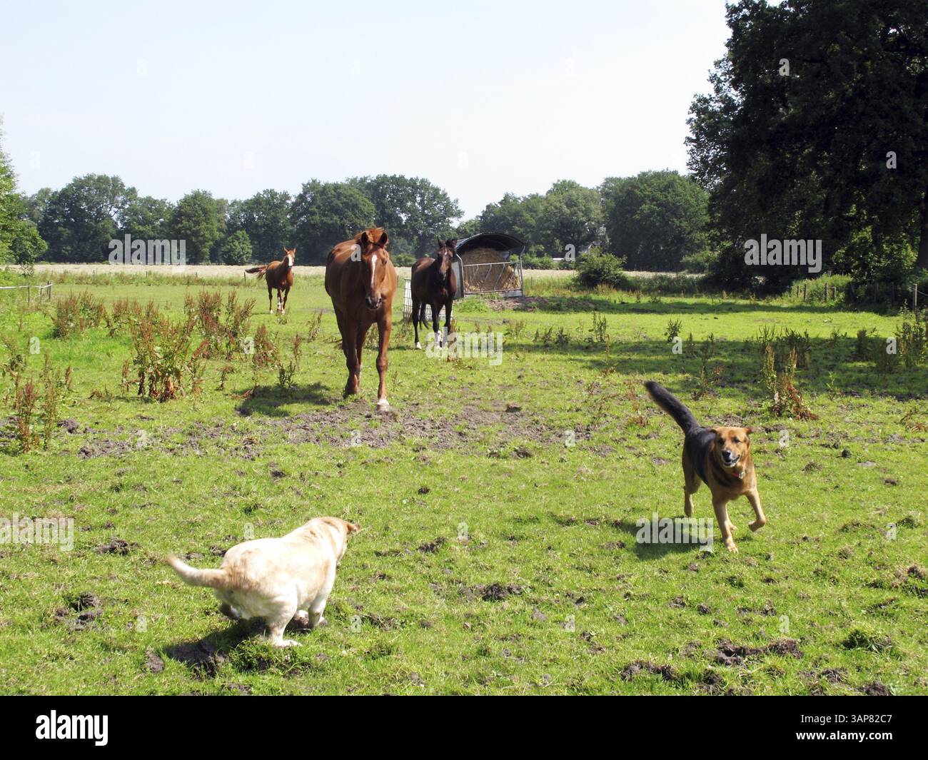 Paddock dog hi-res stock photography and images - Alamy