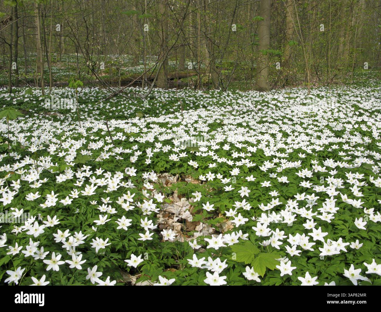 Wood anemone - anemone nemerosa in detail with flower and leaves ...