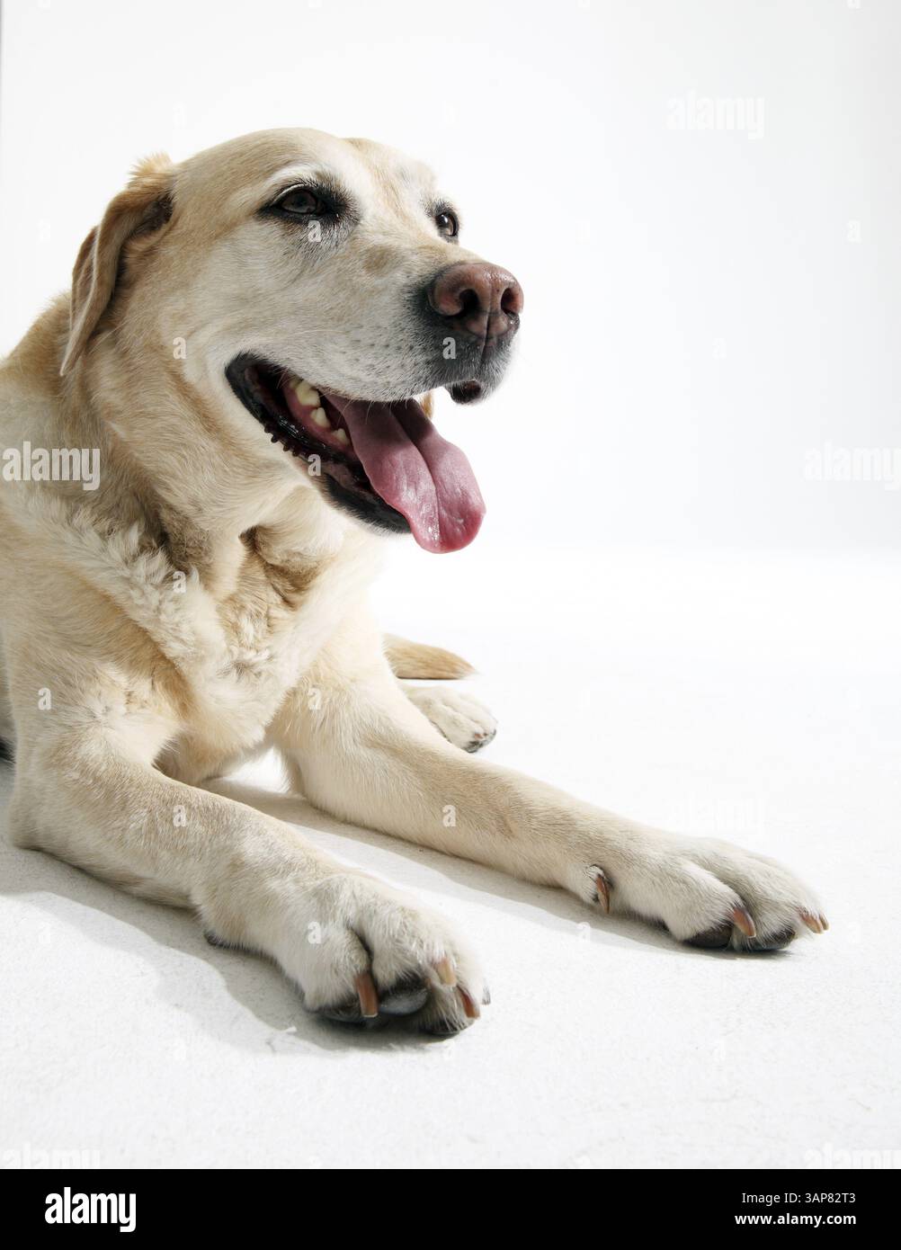 Studio photograph of a labrador hi-res stock photography and images - Alamy