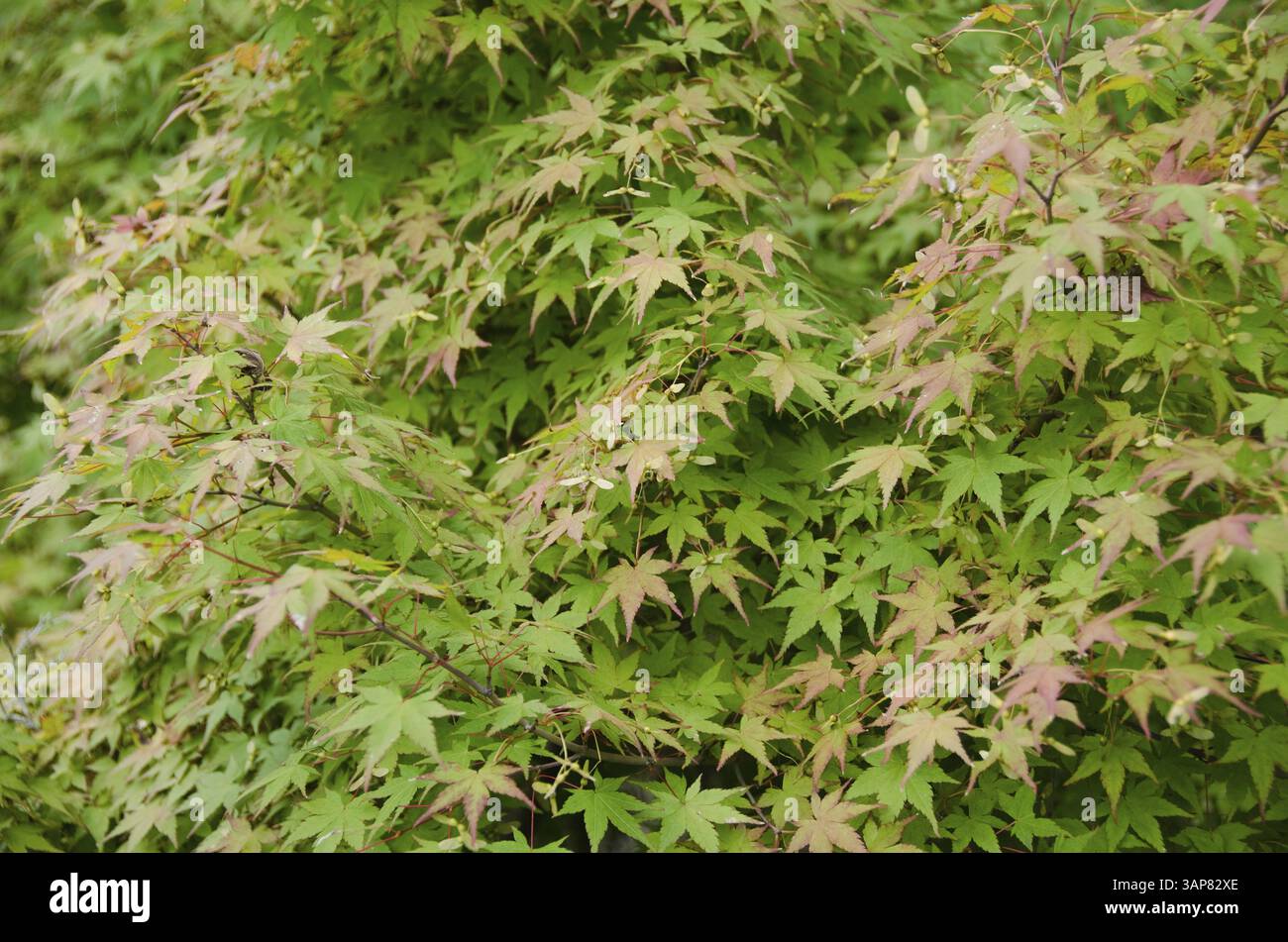 Japanese Maple, Acer palmatum, leaves showing the first signs of red ...