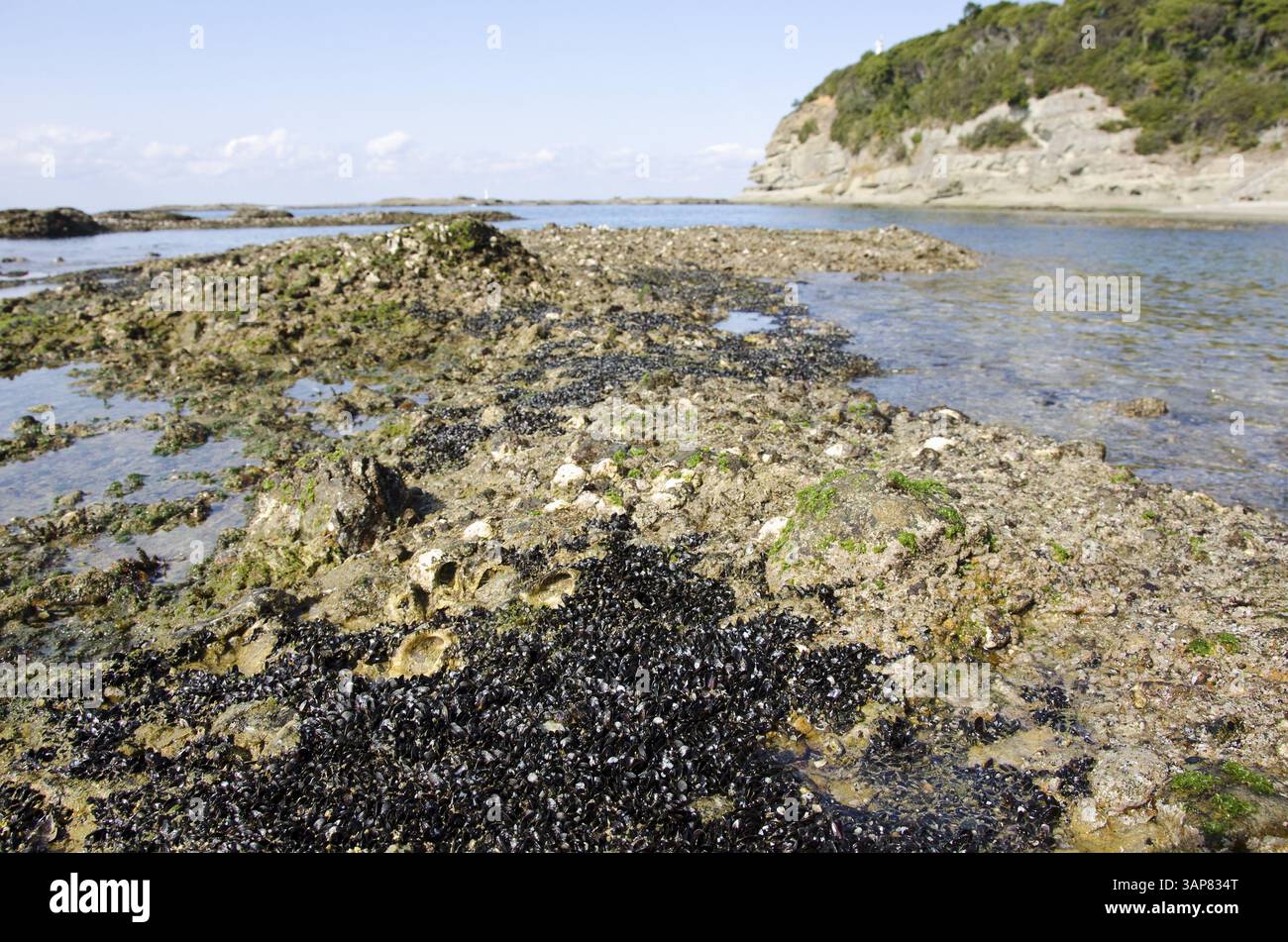Tidal area with rocky surface at low tide in japan, Japan, Asia Stock ...