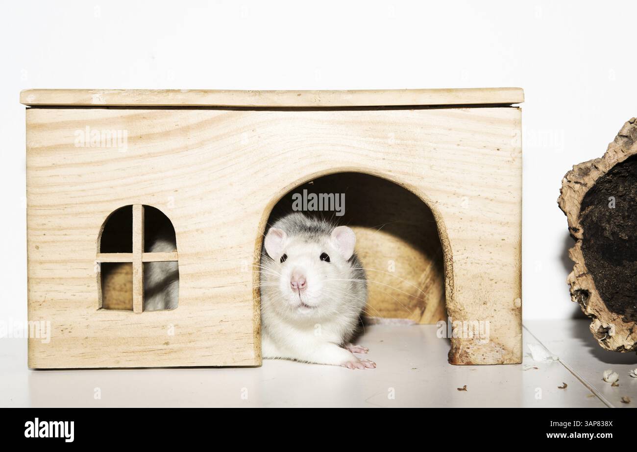 Small countryside houses animal hi-res stock photography and images - Alamy