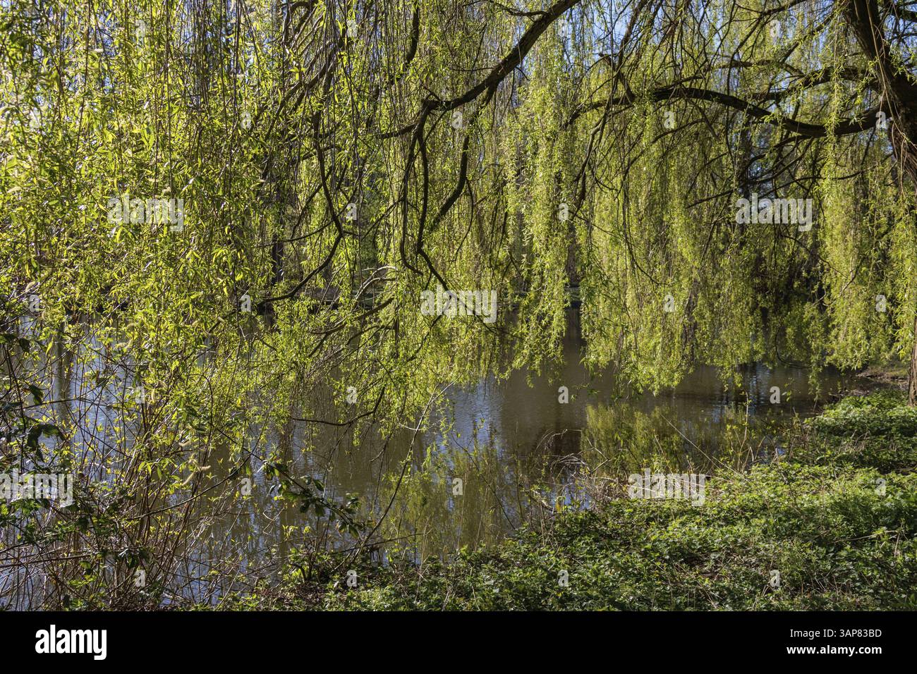 Hanging branches of a willow cast picturesque shadows on the riverbank ...