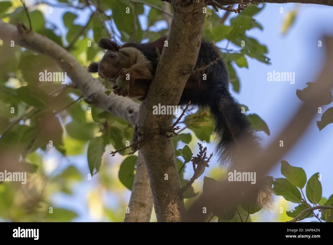 Giant squirrel (Ratufa indica), species of giant squirrel (genus Ratufa ...