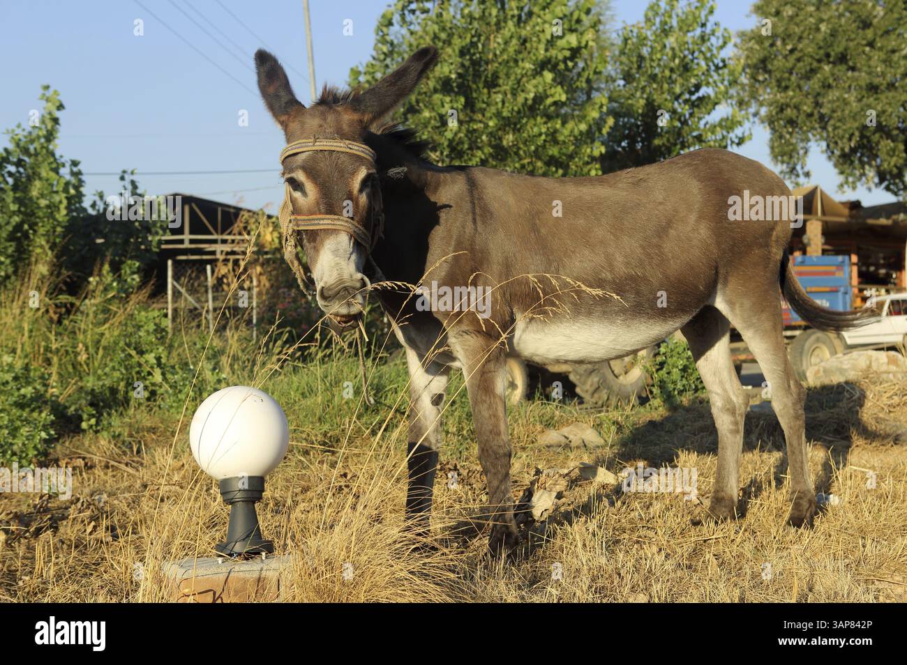 Donkey stop hi-res stock photography and images - Alamy