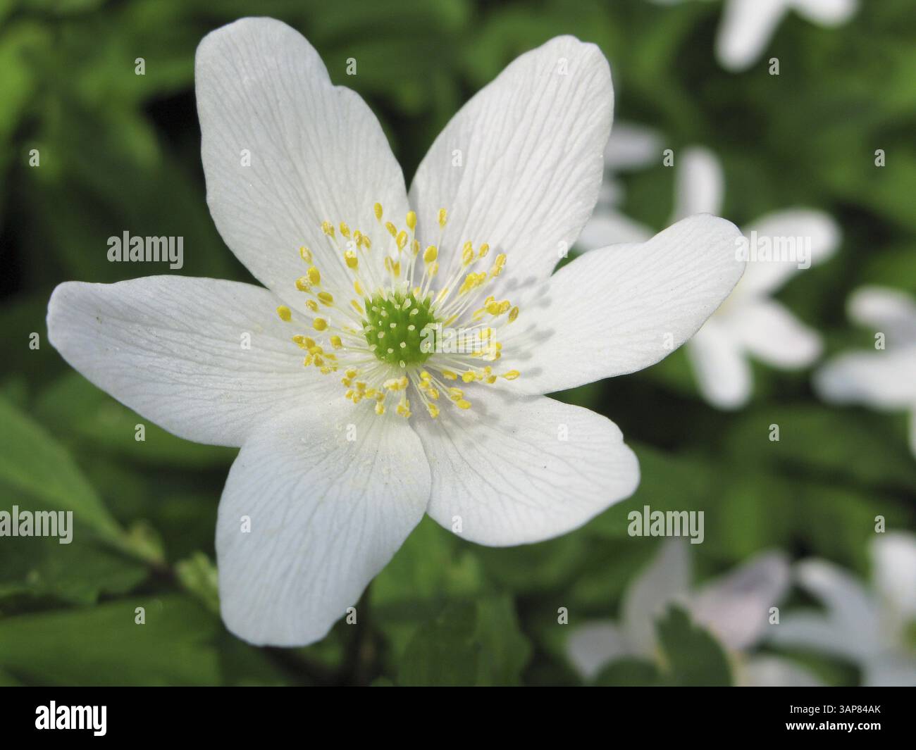 Wood anemone - anemone nemerosa in detail with flower and leaves ...