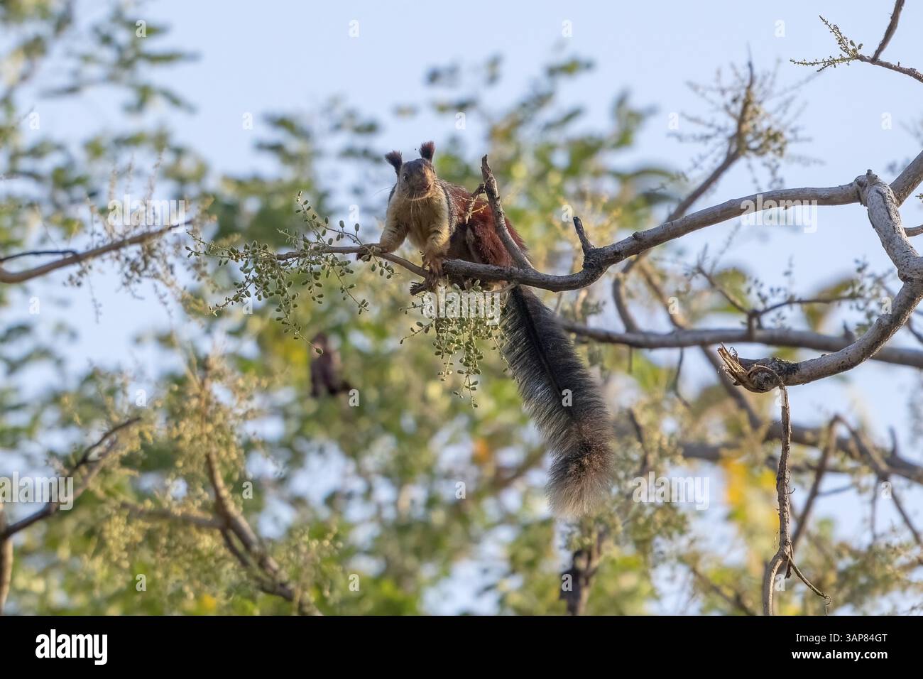 Giant squirrel (Ratufa indica), species of giant squirrel (genus Ratufa ...