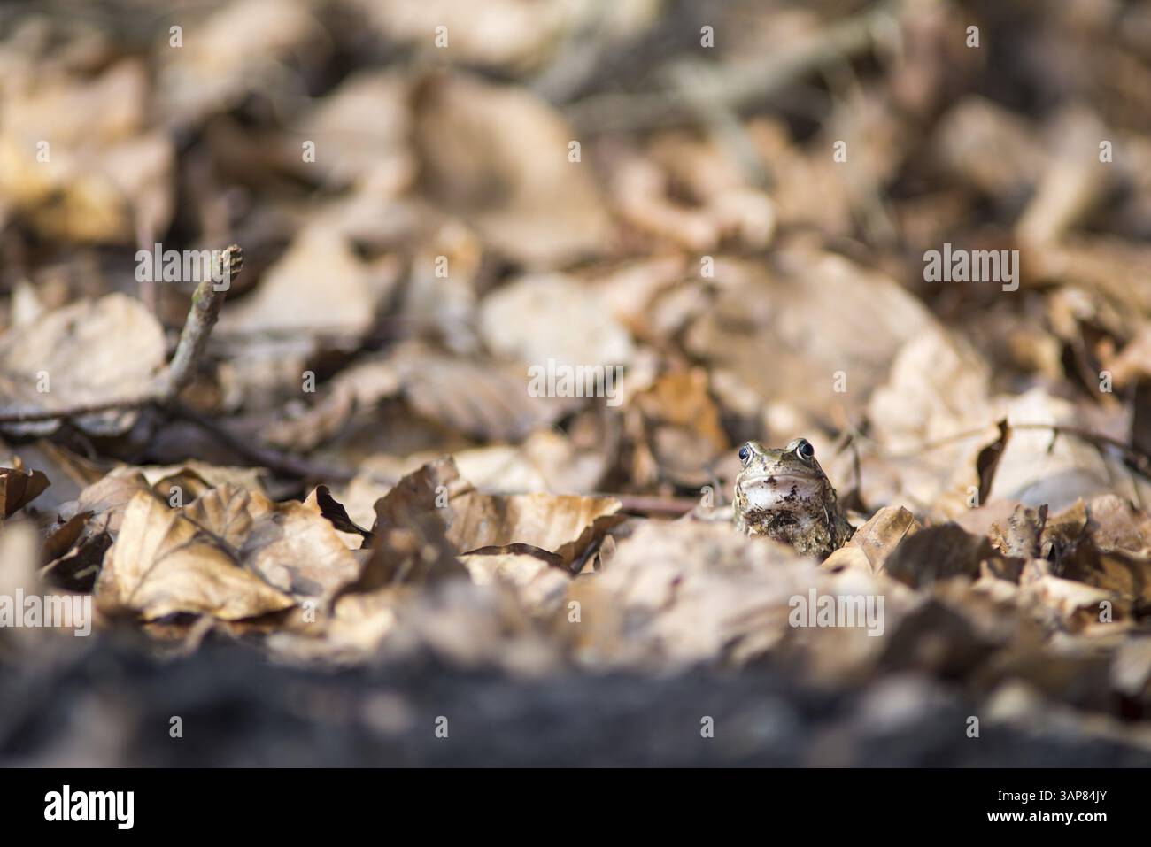 Common frog in spring in between leaves on the forest floor, Denmark ...