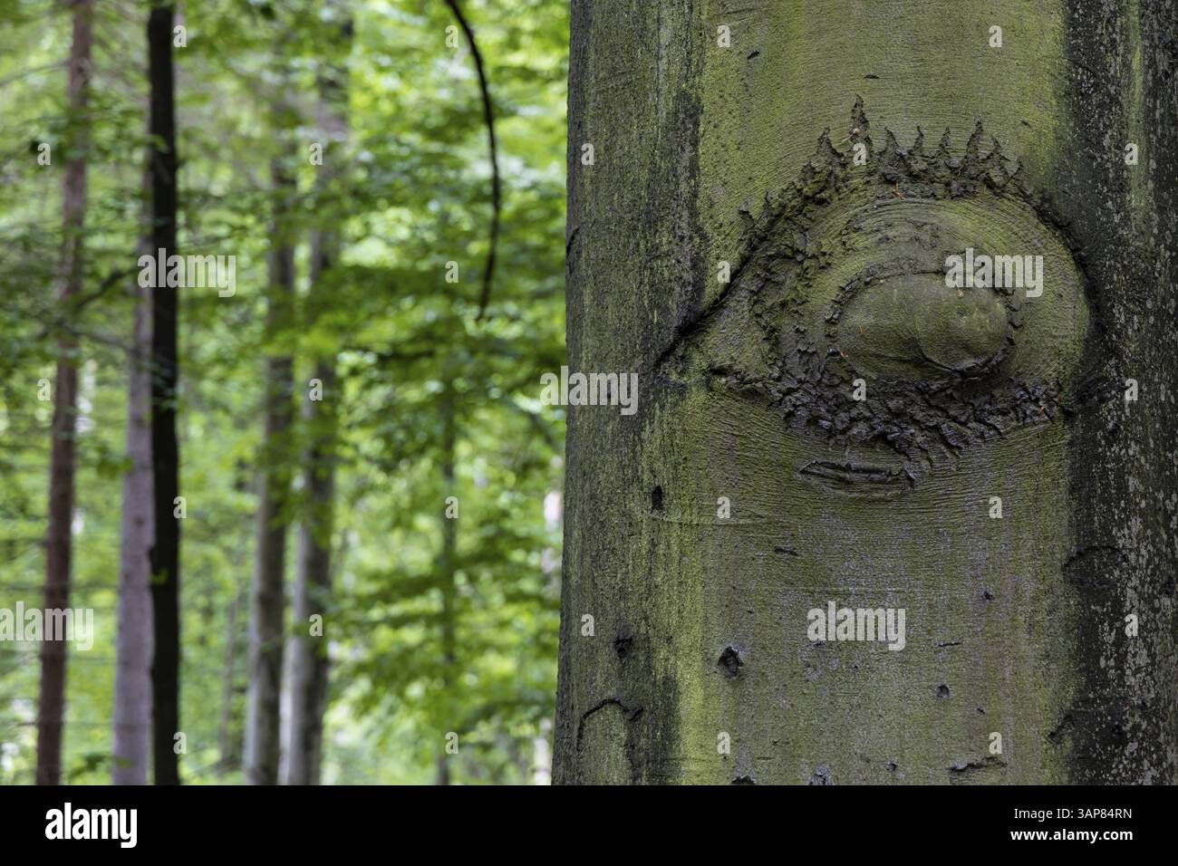 People body part eye hi-res stock photography and images - Alamy