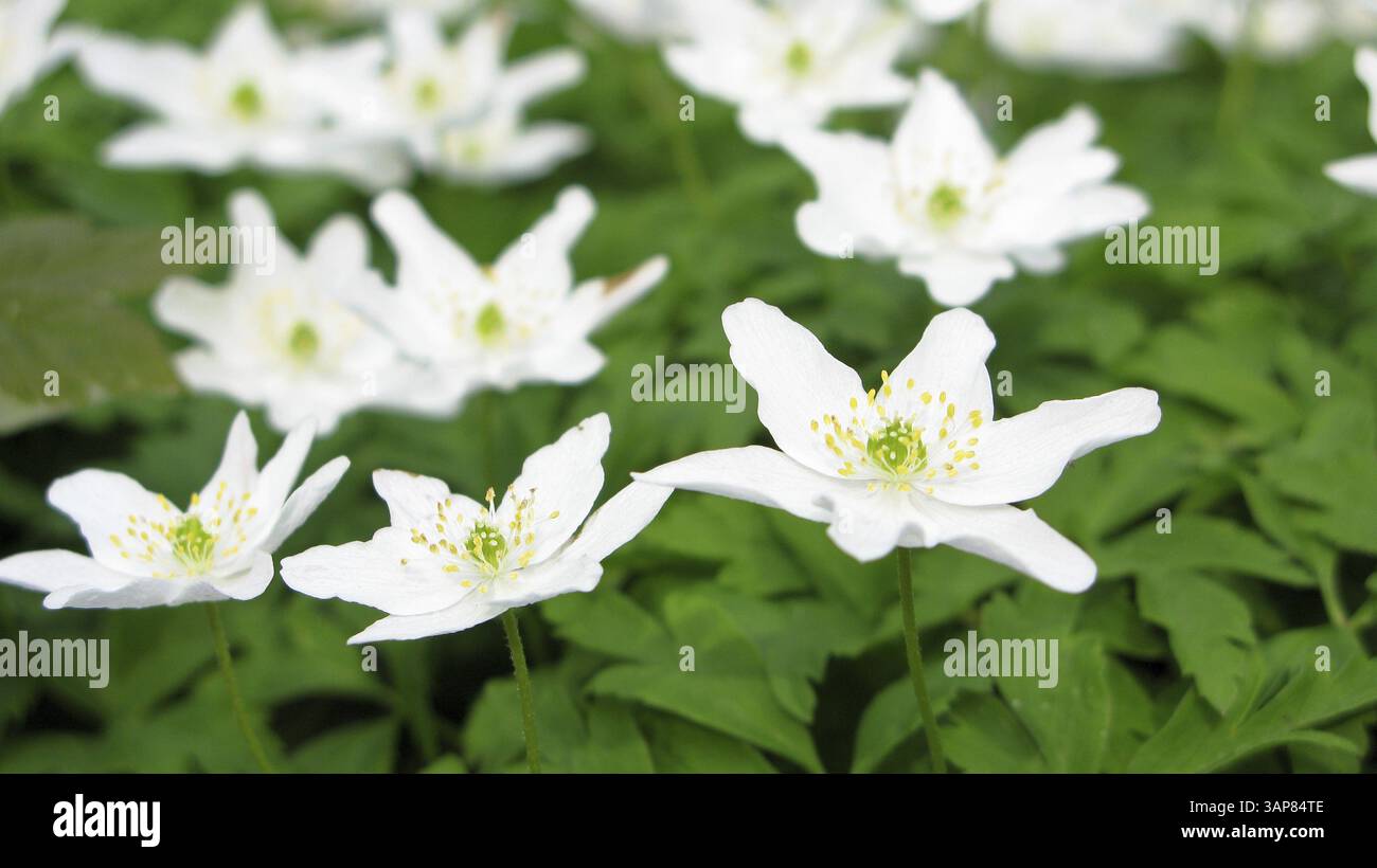 Wood anemone - anemone nemerosa in detail with flower and leaves ...