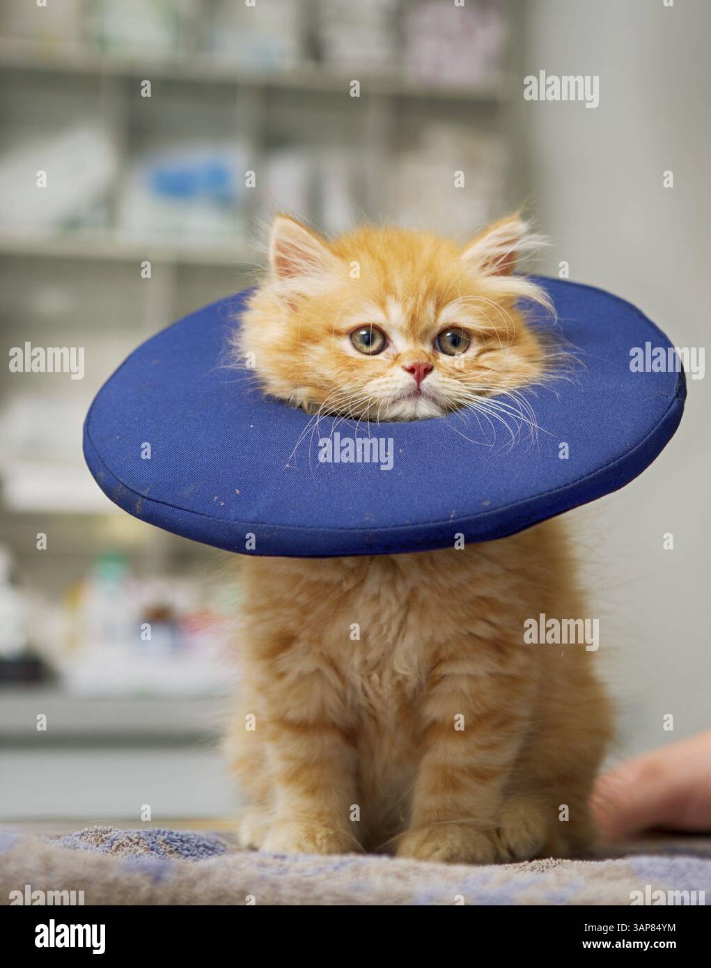 Big cats rescues hi-res stock photography and images - Alamy