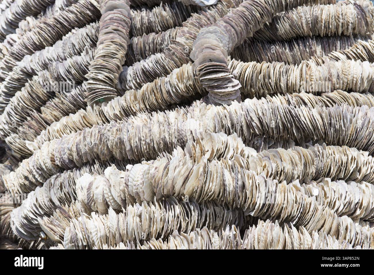 Background of scallop shells arranged on ropes to be used in oyster ...