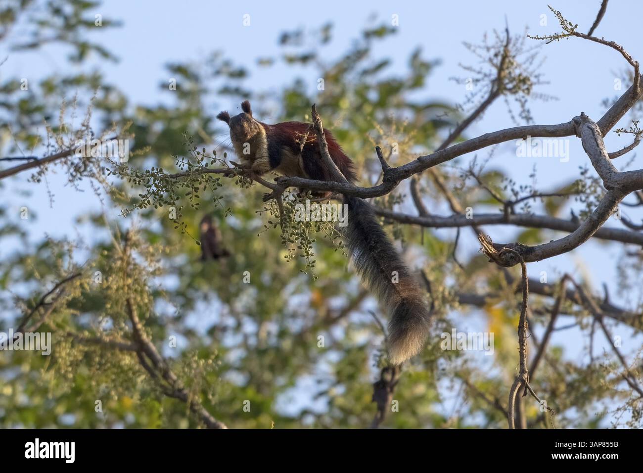 Giant squirrel (Ratufa indica), species of giant squirrel (genus Ratufa ...