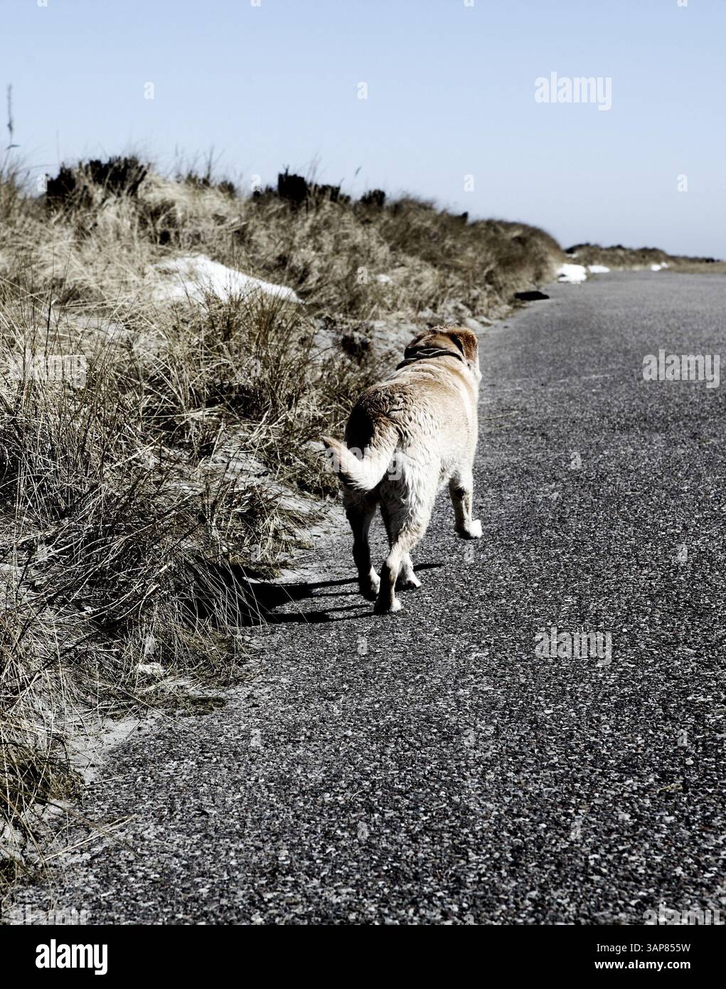 Labrador walks on the promenade on the beach Stock Photo - Alamy