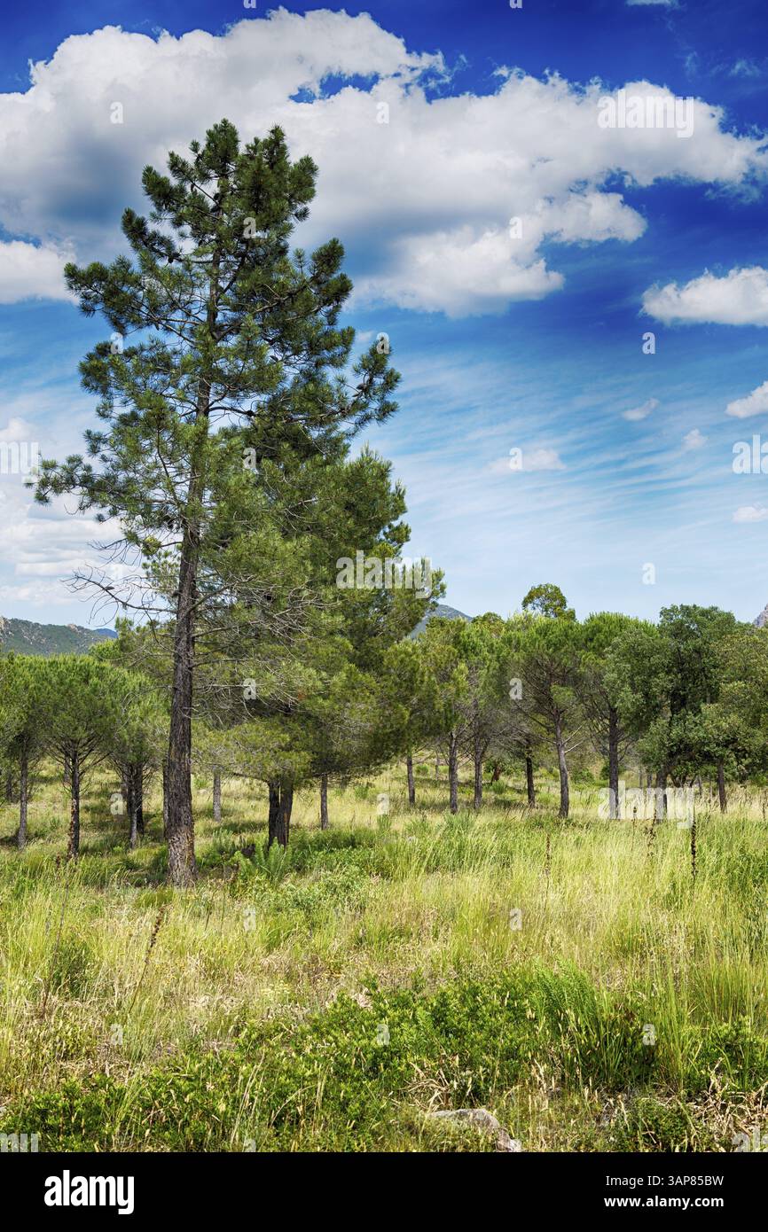 Trees in a forest in Frejus, South of France 2017 Stock Photo - Alamy