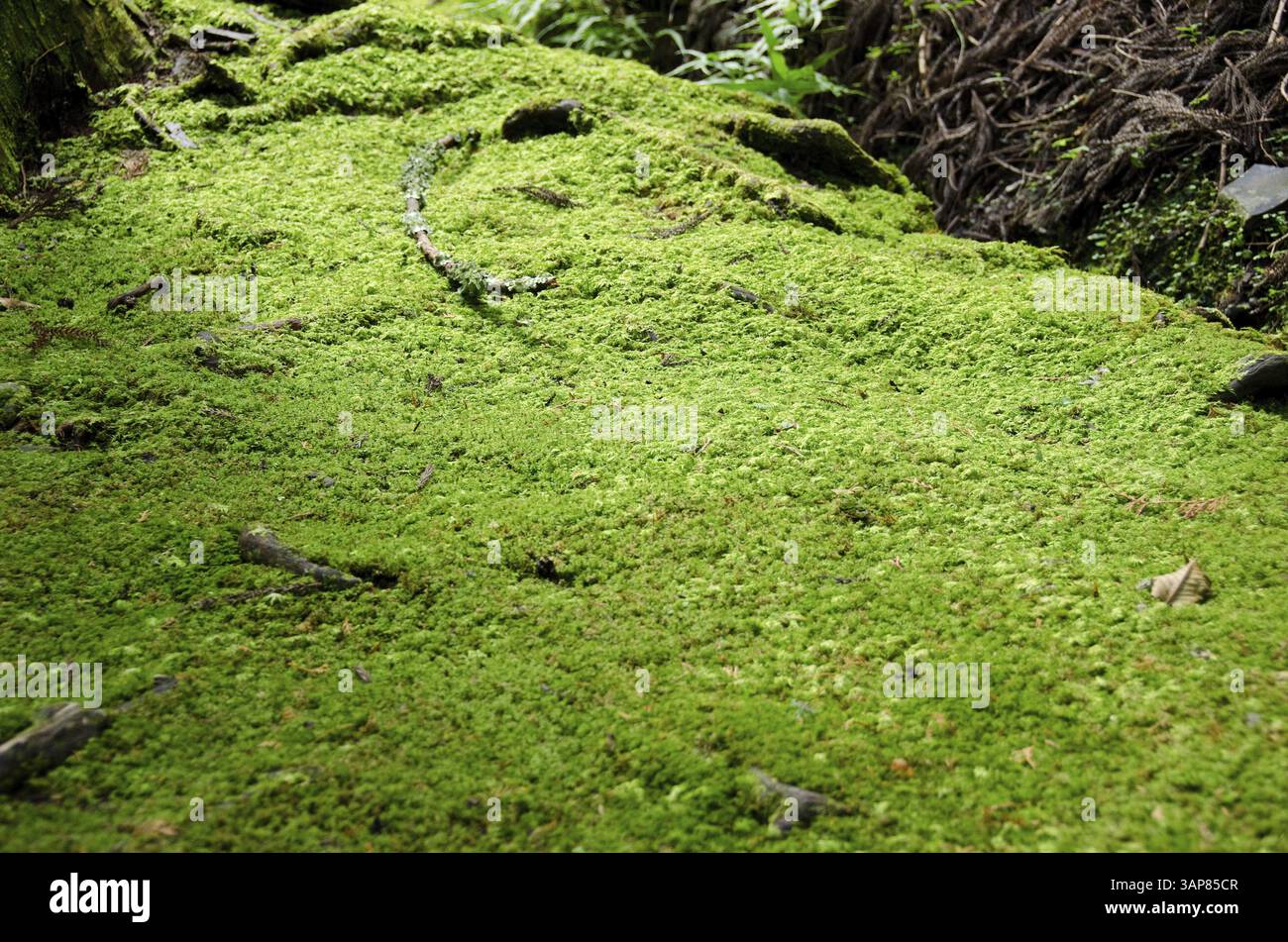 Closeup of a moss in forest, green background, Kyoto, Japan, Asia Stock ...