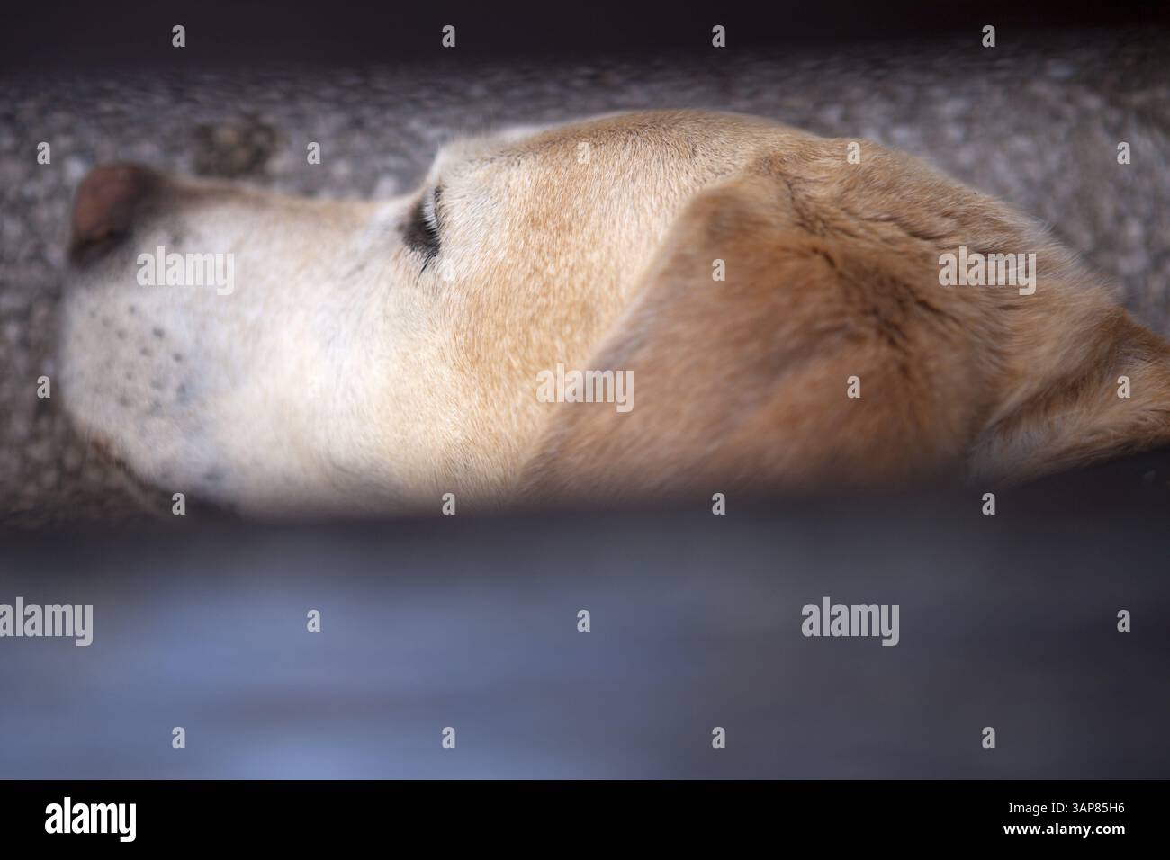 Blonde Labrador sleeping under a park bench, 2017 Stock Photo - Alamy