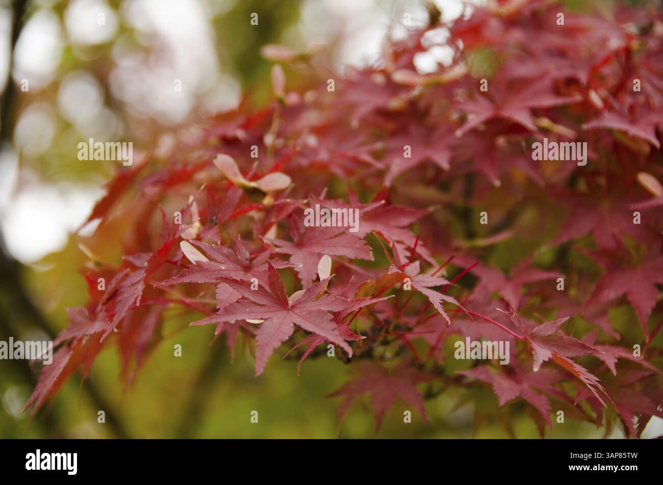 Red leaves of the japanese maple in autumn, foliage, Osaka, Japan, Asia ...