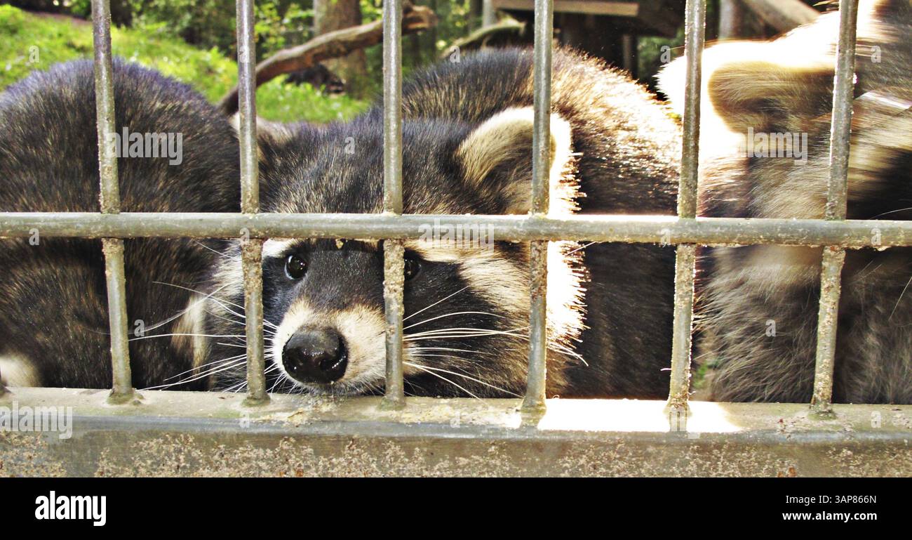 Raccoon in a zoo Stock Photo - Alamy