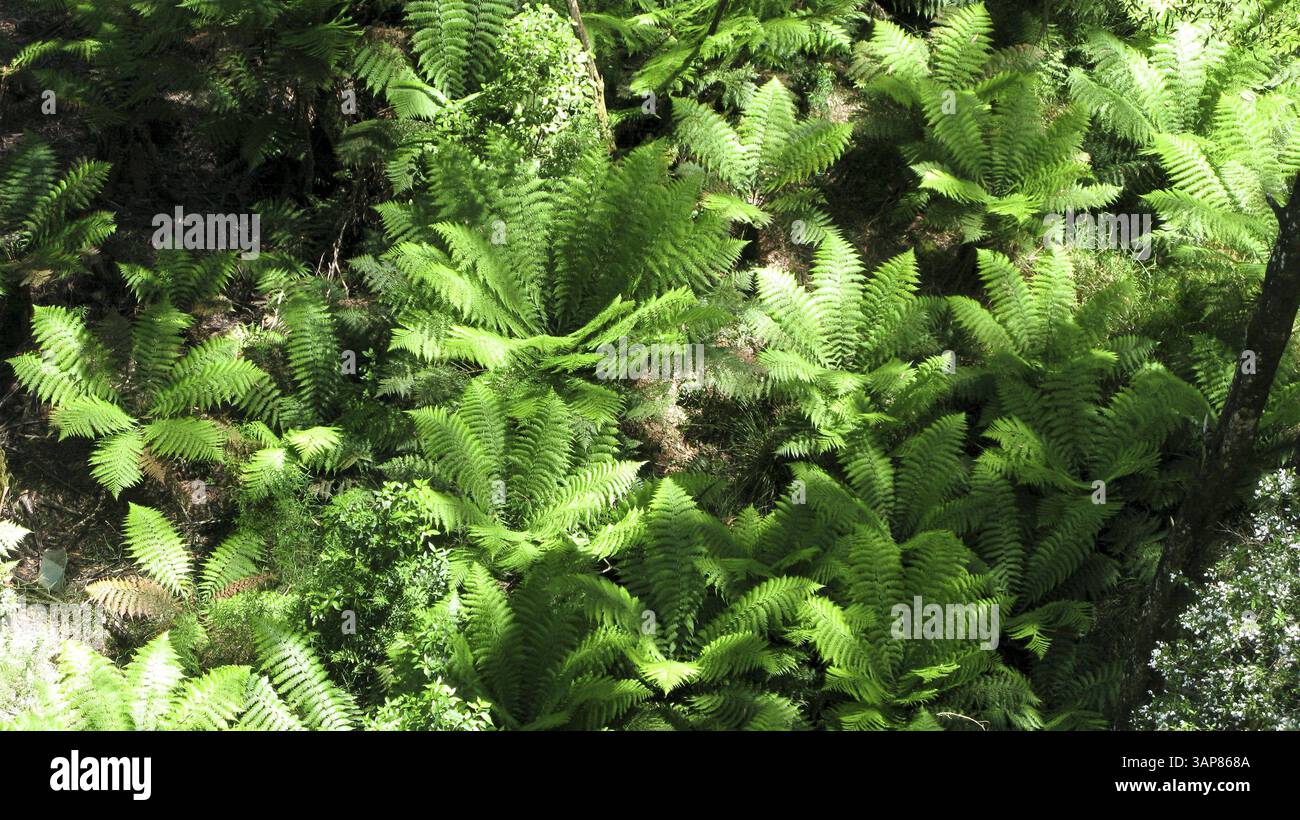 Tree ferns, Cyatheales, in an australian rain forest seen from above ...