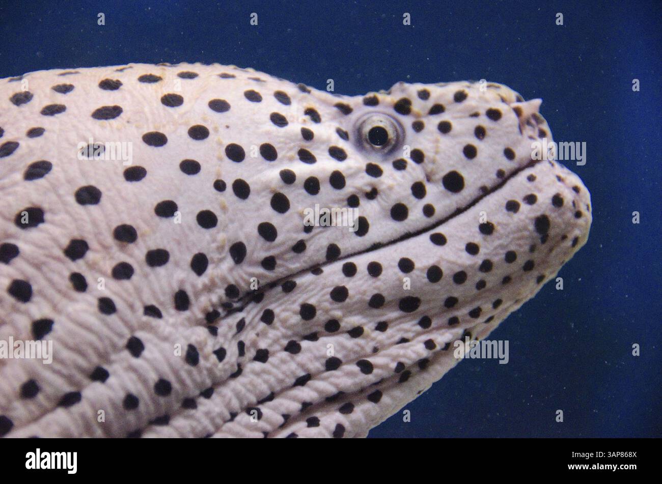 Head of a Moray eel in an aquarium in front of blue background, Japan ...