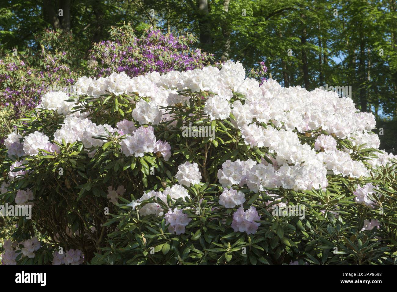 Rhododendron tree with white flowers in a forest Stock Photo - Alamy