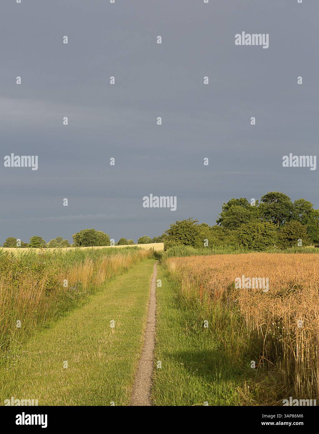 A small country lane between cornfields in Schlesweg Holstein Germany ...